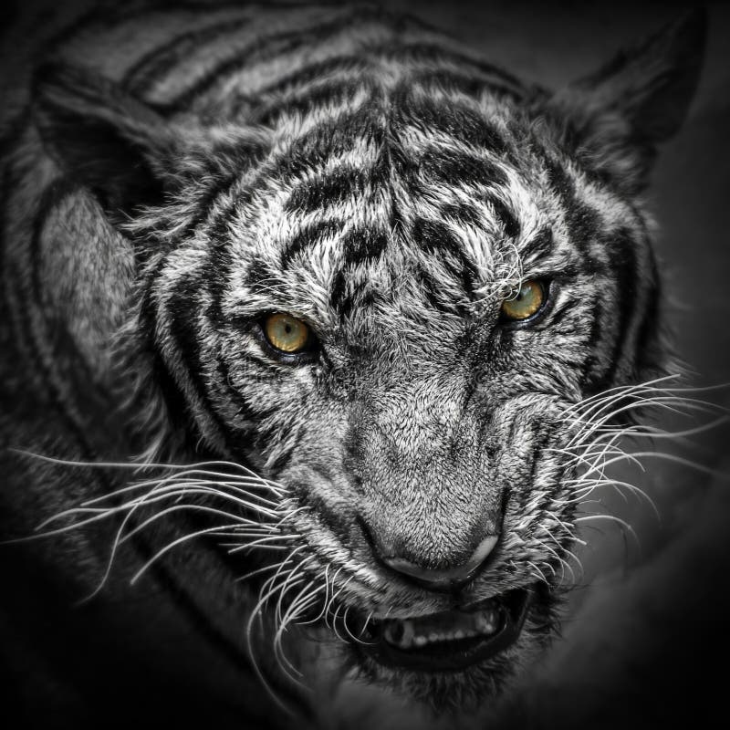 Bengal tiger stock photo. Image of black, frame, looking - 64180938