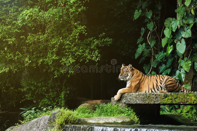 Bengal Tiger in forest stock image. Image of animal - 125568277