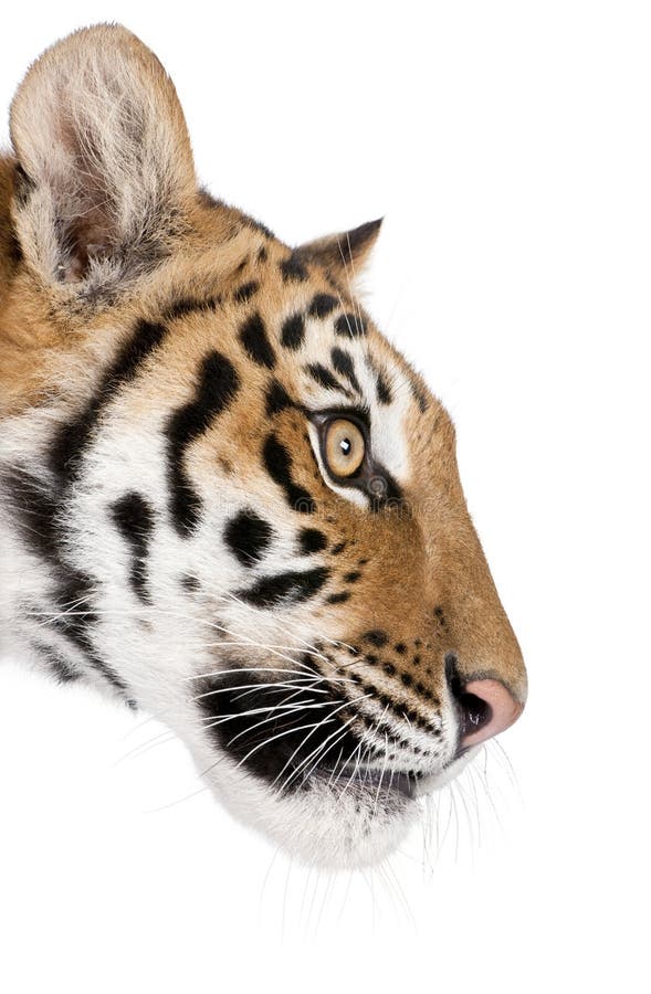 Bengal Tiger in Front of a White Background Stock Photo - Image of shot ...
