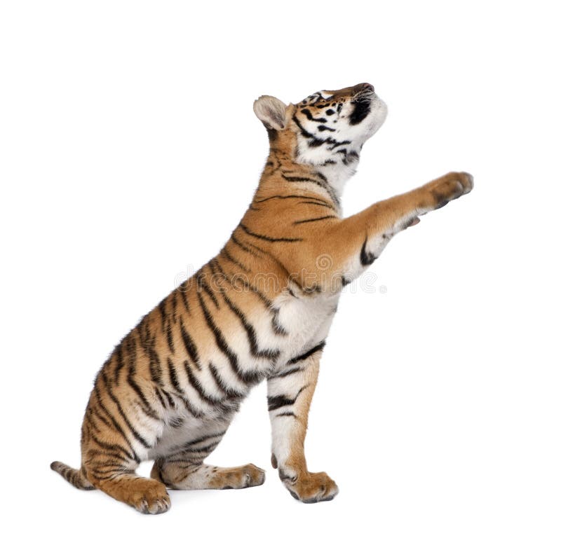 Bengal Tiger in Front of a White Background Stock Photo - Image of shot ...