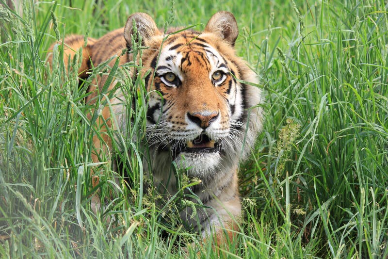 Bengal tiger in grass stock photo. Image of predator - 24798450