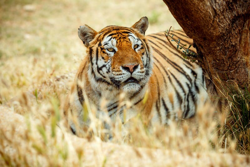 Bengal tiger in summer day stock photo. Image of mammal - 85716560