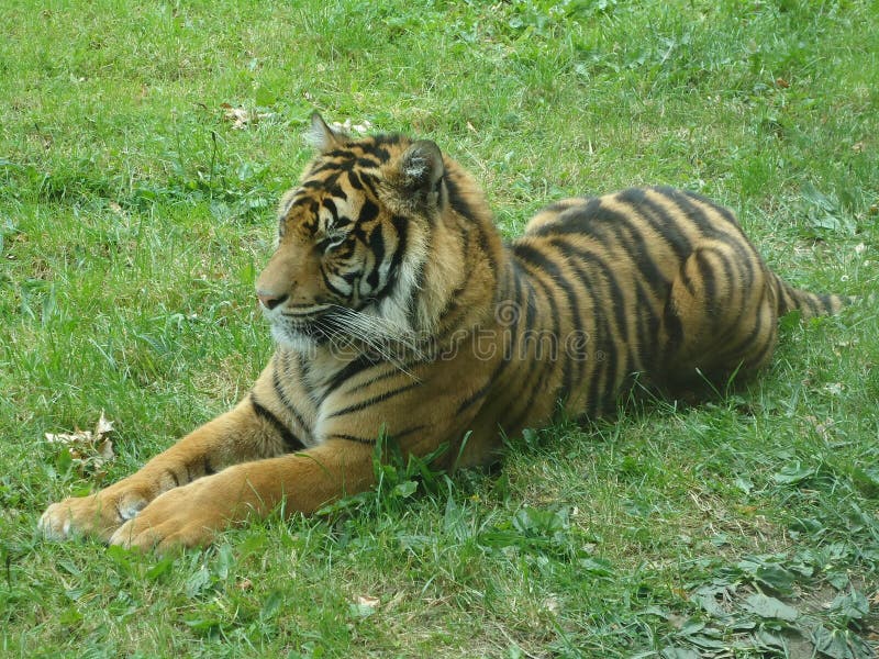 Bengal Tiger stock photo. Image of bengal, tiger, impressive - 50057118