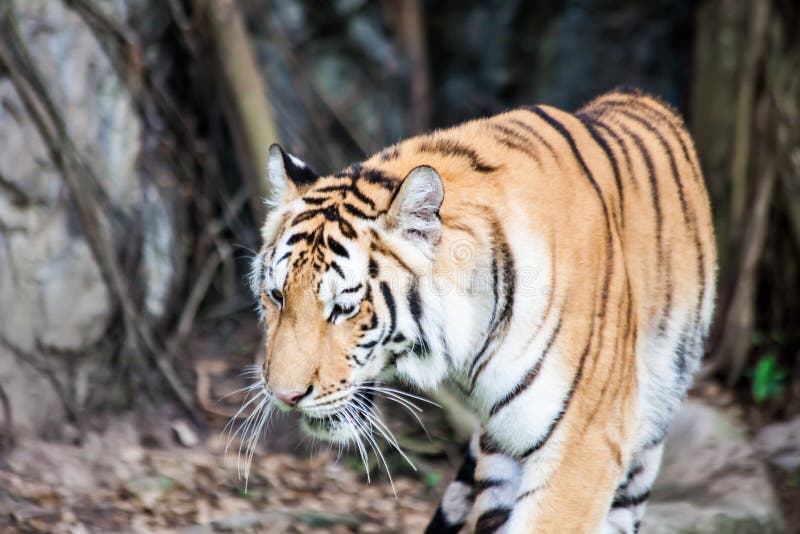 Bengal tiger head close up stock image. Image of color - 50738589