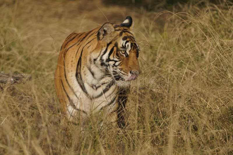 Bengal Tiger in India Posing in the Grass Stock Photo - Image of ...