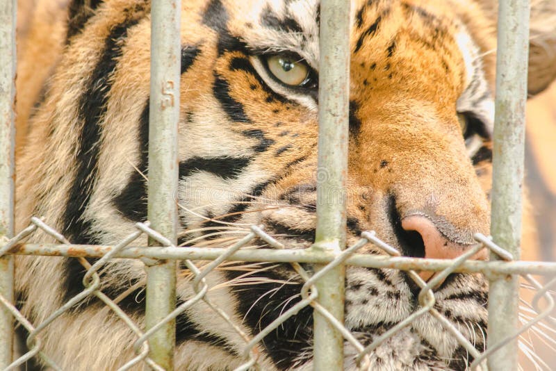 Bengal Tiger in an Iron Cage Stock Photo - Image of animal, caged ...