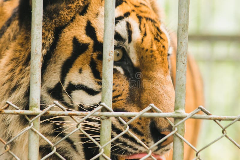 Bengal Tiger in an Iron Cage Stock Photo - Image of jungle, hunting ...