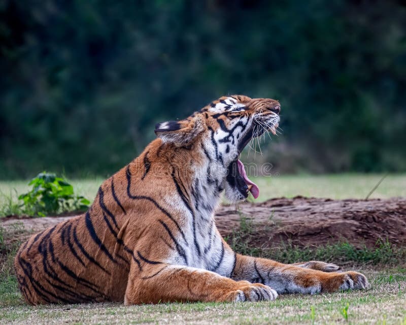 Bengal Tiger with Its Mouth Full Open Stock Image - Image of gaze ...