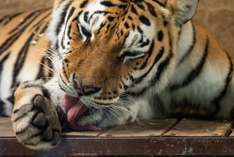 Bengal Tiger with Its Mouth Open in a Roar. Bengal Tiger Resting with ...
