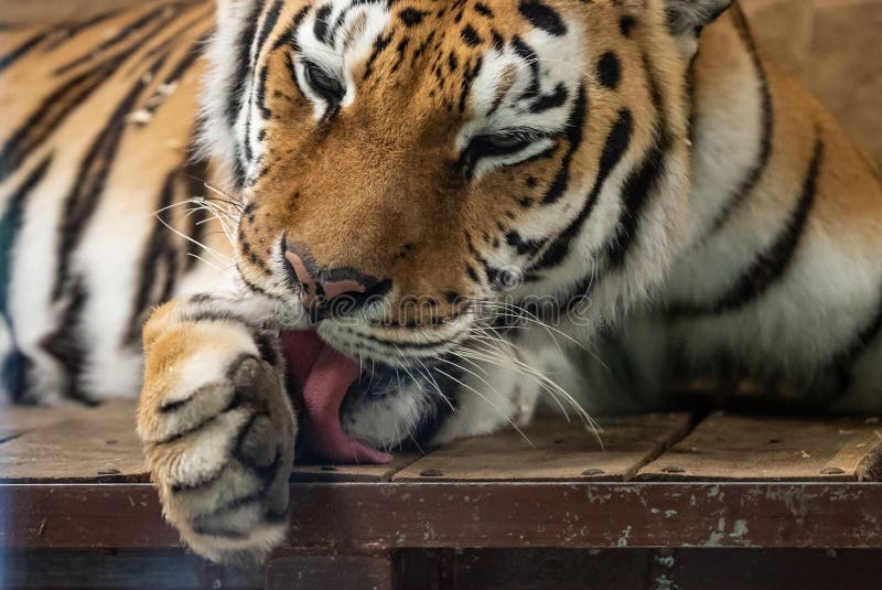 Bengal Tiger with Its Mouth Open in a Roar. Bengal Tiger Resting with ...