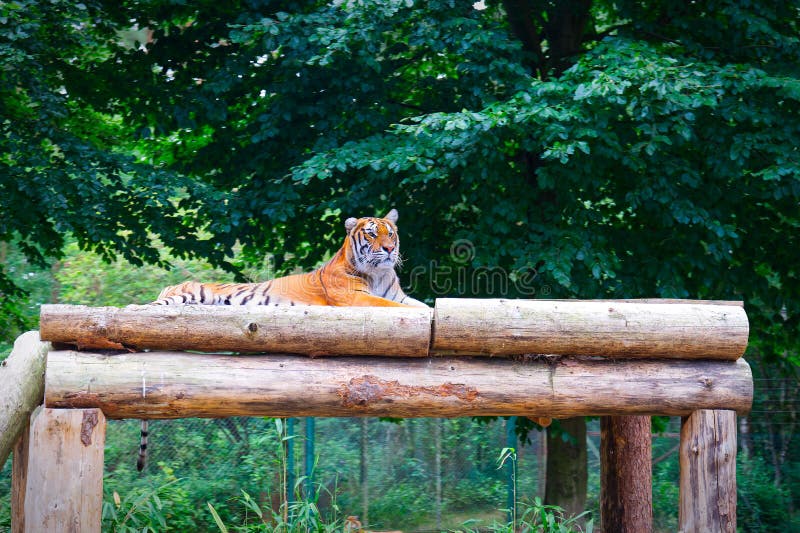 Bengal Tiger Laying Down in Trees Stock Image - Image of animal ...