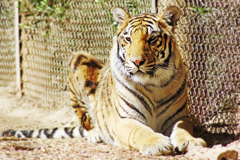 Bengal Tiger stock photo. Image of sitting, arizona, bengal - 30957150