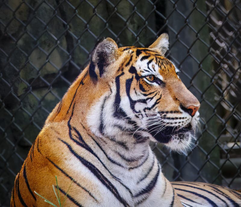 A Bengal Tiger Laying Down in a Zoo Enclosure Stock Photo - Image of ...