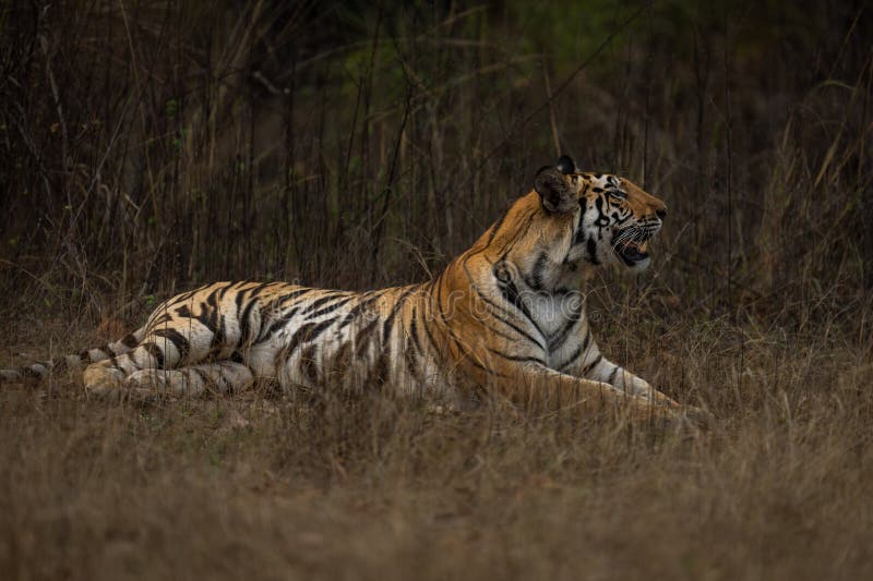 Bengal Tiger Lies Lifting Head in Grass Stock Image - Image of asia ...