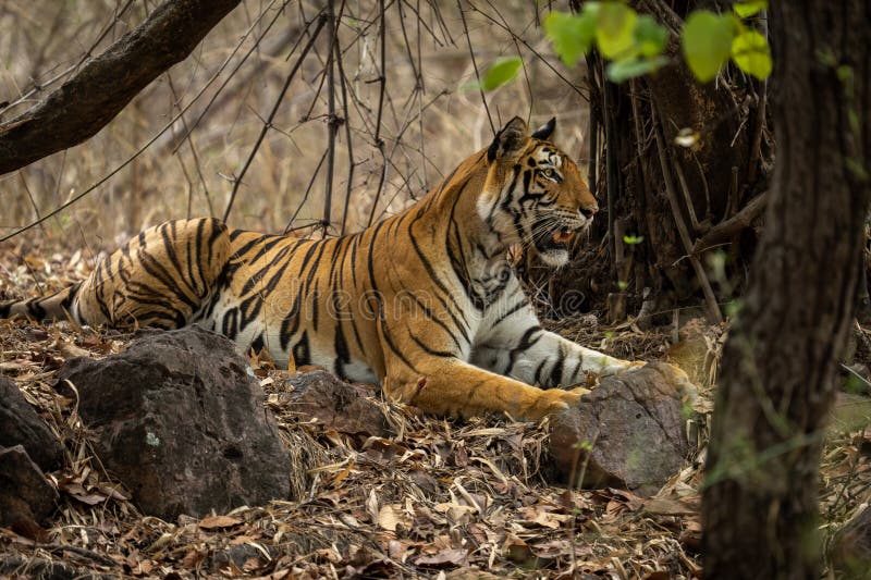 Bengal Tiger Lies Staring Ahead Under Trees Stock Photo - Image of ...