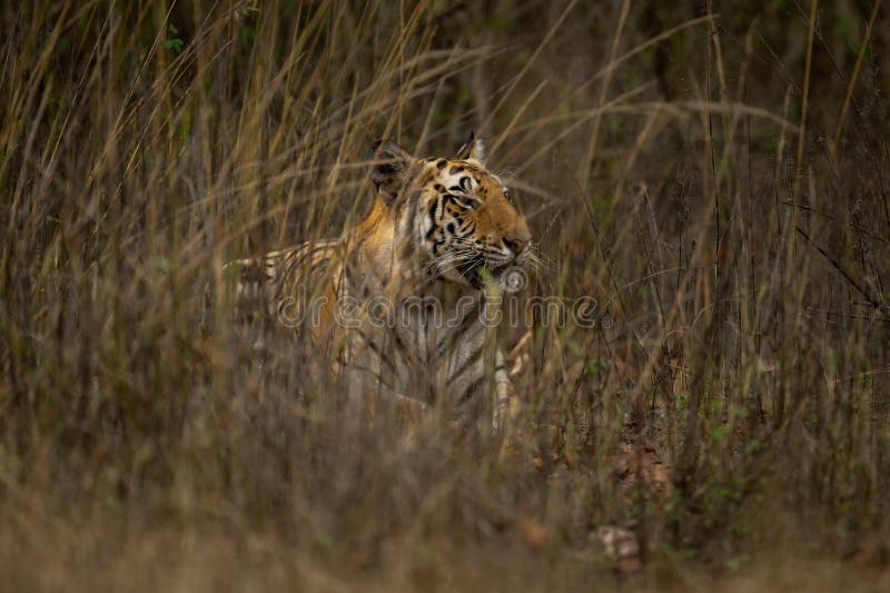 Bengal Tiger Lies Staring in Tall Grass Stock Image - Image of tiger ...