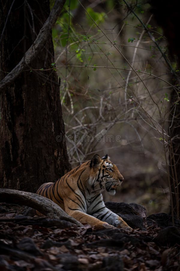Bengal Tiger Lies Under Tree in Forest Stock Image - Image of pradesh ...