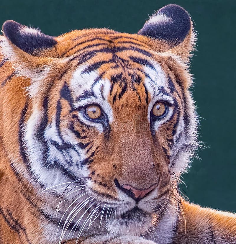 A Bengal Tiger Looking into the Camera Stock Image - Image of wildcat ...