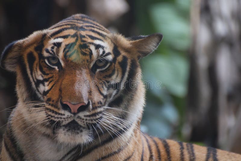 Bengal Tiger Looking Something Stock Photo - Image of pattern, power ...