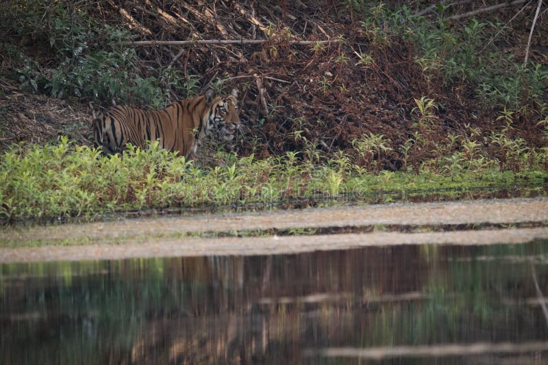Bengal Tiger Looks Out Over Smooth Water Stock Photo - Image of tiger ...