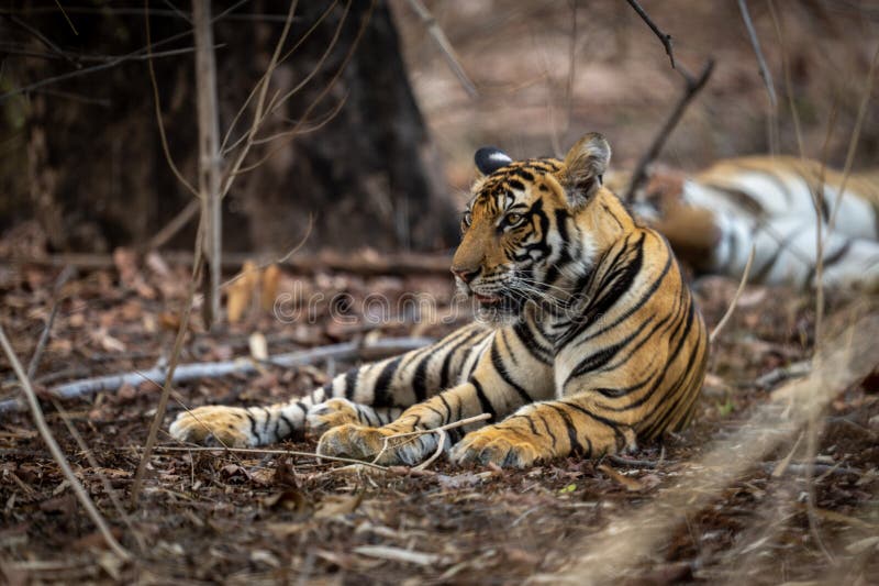 Bengal Tiger Lying in Bushes Near Another Stock Photo - Image of lies ...