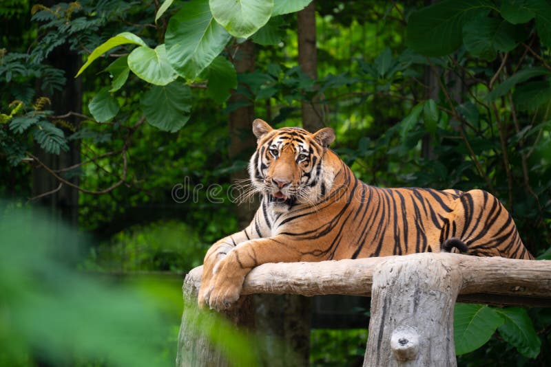 Bengal tiger lying down stock photo. Image of large - 151366346