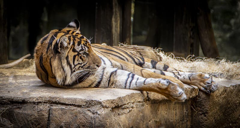 A Bengal Tiger Lying Down and Looking Off in the Distance Stock Image ...