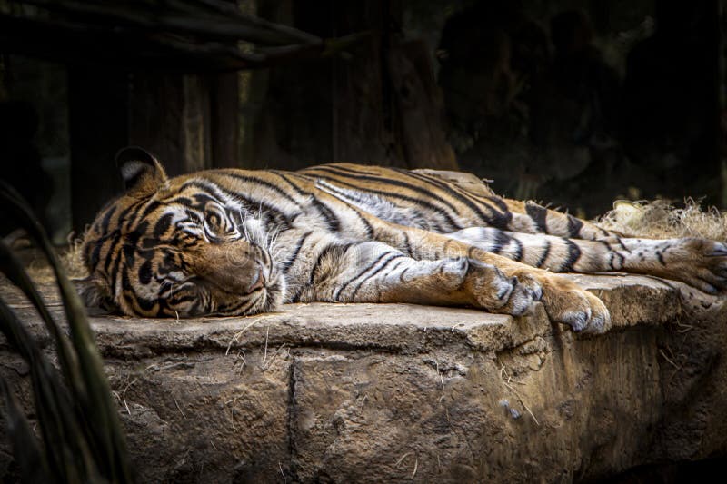 A Bengal Tiger Lying Down on a Stone Surface Stock Photo - Image of ...
