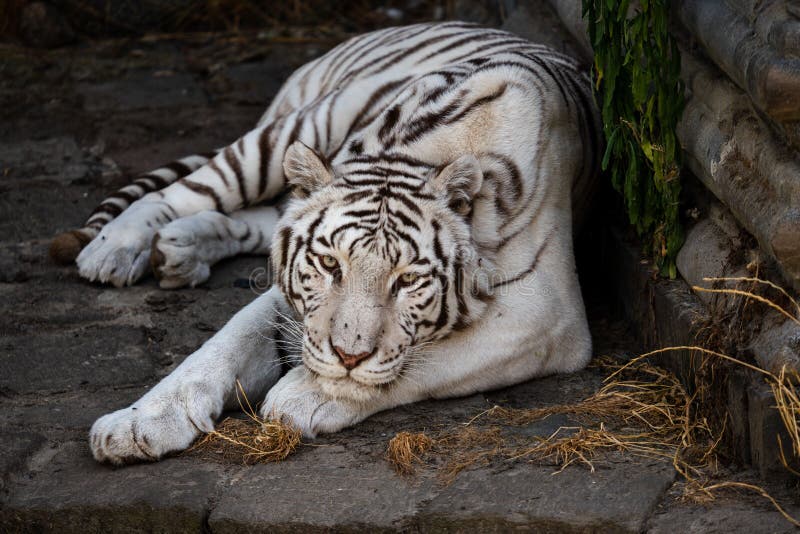 Bengal Tiger Lying on Rocky Surface in the Forest Looking at the Camera ...