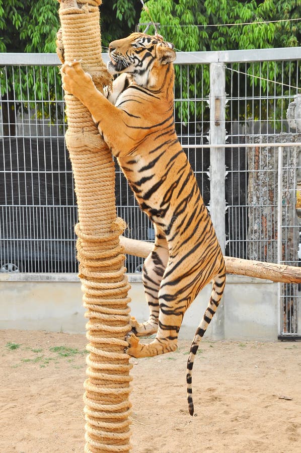 Bengal tiger stock image. Image of beautiful, body, anger - 32942847