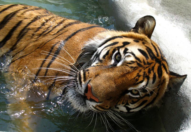 Bengal Tiger (Panthera Tigris Tigris) Stock Image - Image of cats ...