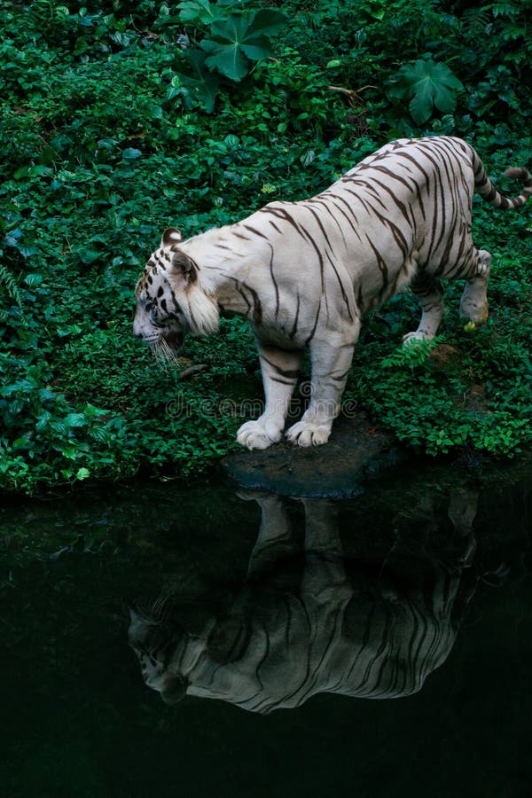 White tiger reflection stock image. Image of forest, panthera - 14021511