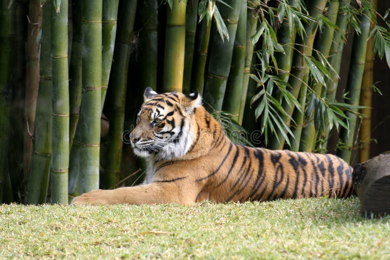 Bengal Tiger Relaxing in the Sun Stock Photo - Image of animal, india ...