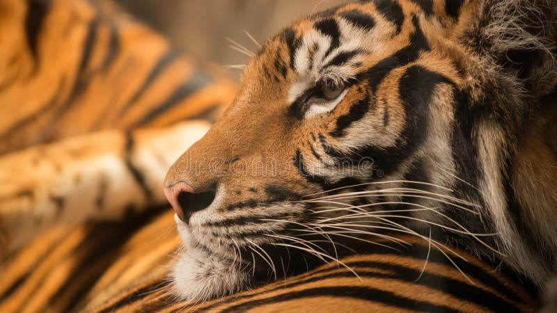 Bengal Tiger Resting on Another One Stock Image - Image of predator ...