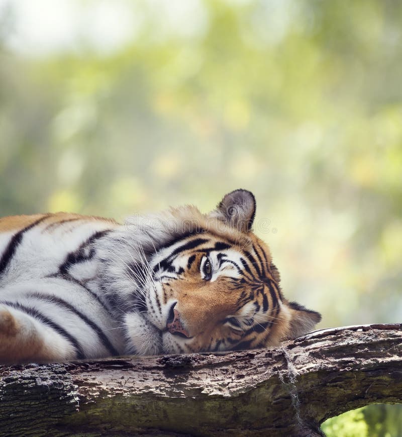 Bengal Tiger Resting on a Tree Stock Image - Image of relax, large ...