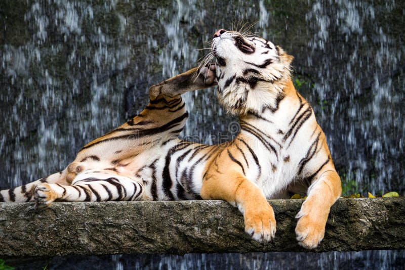 Tiger Scratching a Pole while Standing on Its Hind Legs. Tiger Standing ...