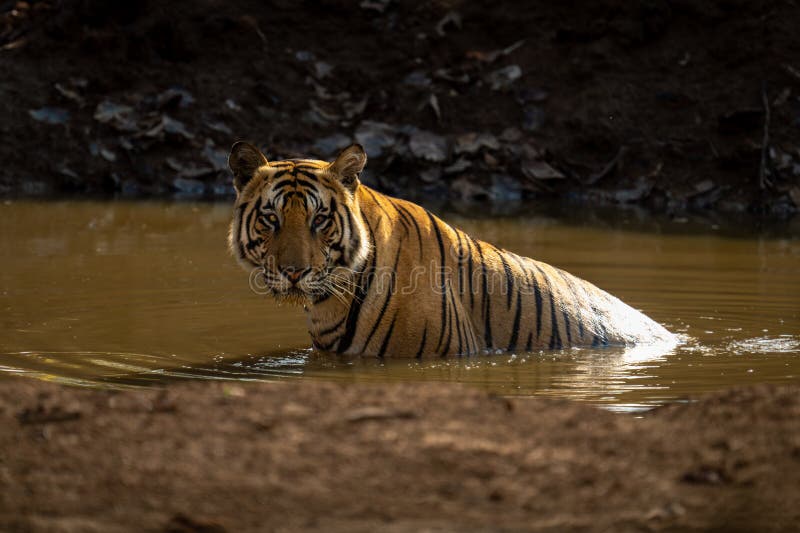 Bengal Tiger Sits Watching Camera in Waterhole Stock Image - Image of ...