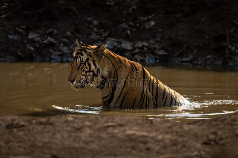 Bengal Tiger Sits in Waterhole Making Waves Stock Photo - Image of ...