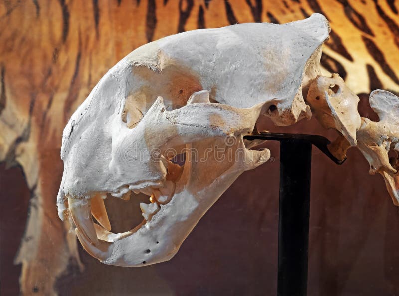 Bengal Tiger Skeleton on Background Stock Photo - Image of mammal ...