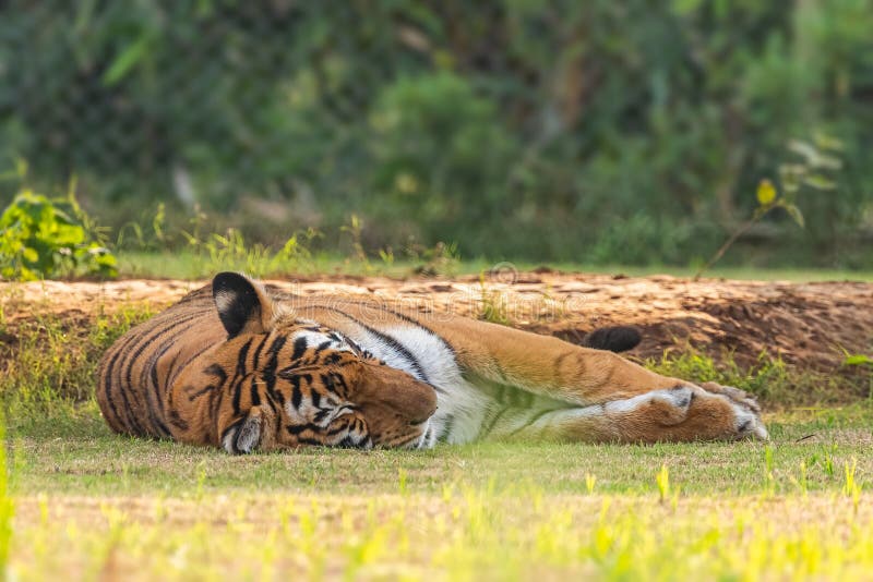 A Bengal Tiger Sleeping on Ground Stock Photo - Image of animal ...