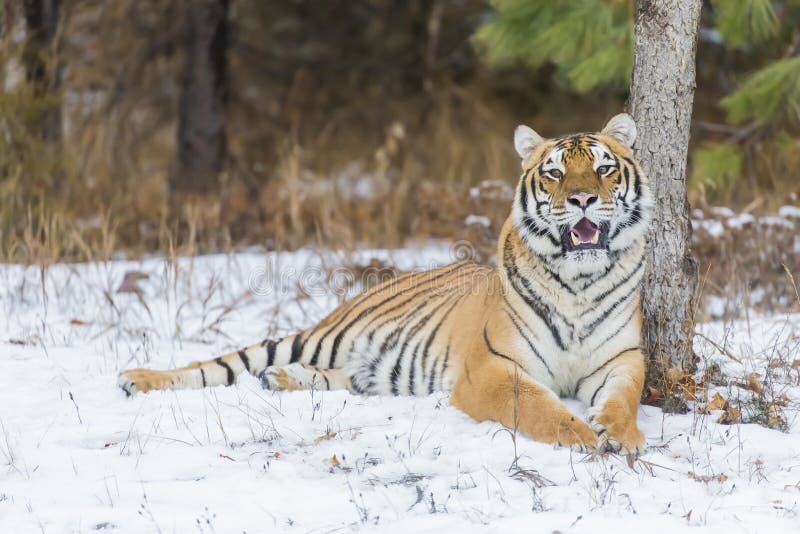 Bengal Tiger stock image. Image of panthera, danger, mammal - 64052855