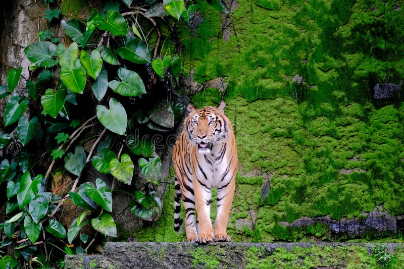 Tiger standing up stock photo. Image of dangerous, tiger - 2284976