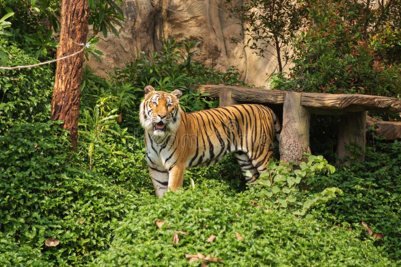 Bengal Tiger standing stock image. Image of brown, standing - 88864923