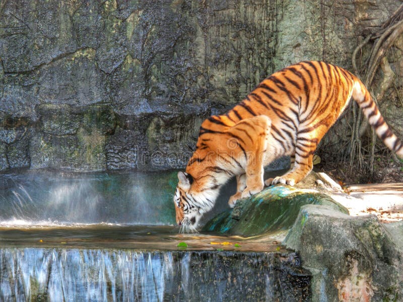 Bengal Tiger Standing on the Rock Stock Photo - Image of front, river ...