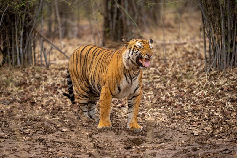 Bengal Tiger Standing Showing the Flehmen Response Stock Image - Image ...