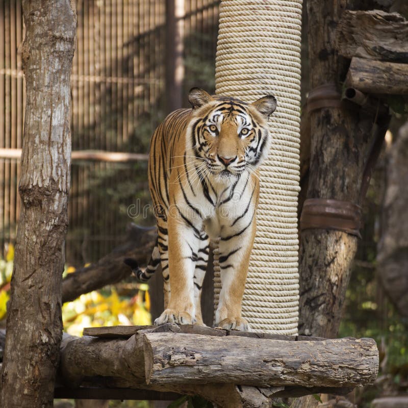 Bengal Tiger Standing on Wood Stock Image - Image of animal, asia: 65712785