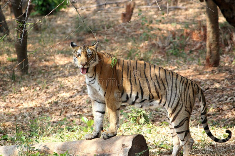 Bengal tiger stock photo. Image of expression, panthera - 48187160
