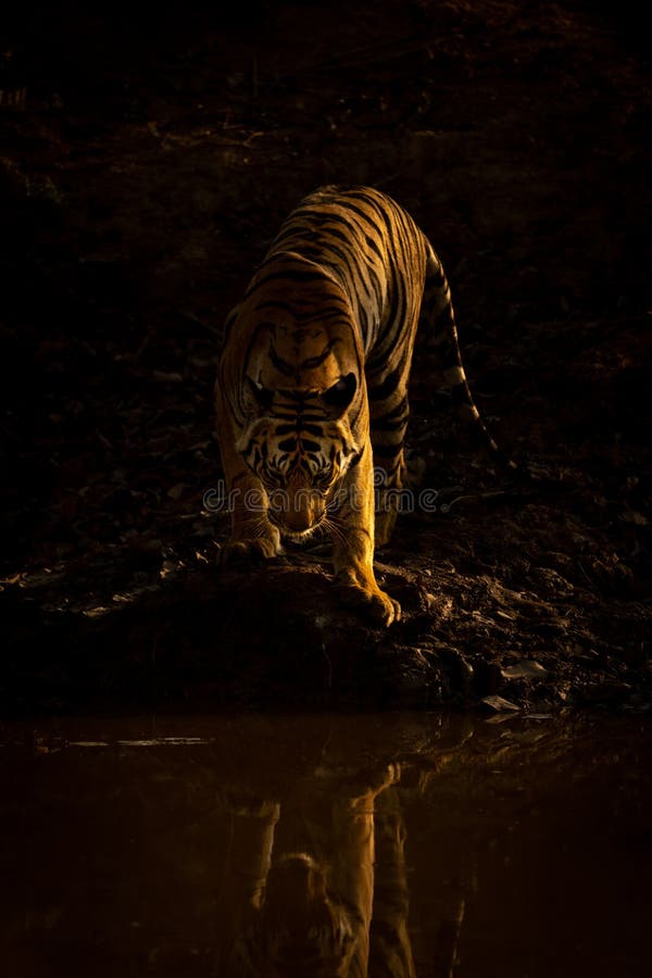 Bengal Tiger Stands Casting Reflection in Waterhole Stock Photo - Image ...