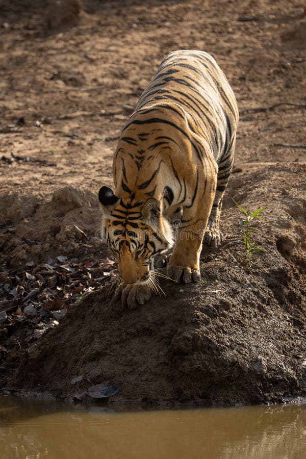 Bengal Tiger Stands Looking Down at Waterhole Stock Photo - Image of ...