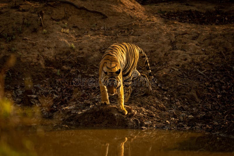 Bengal Tiger Stands by Waterhole in Shadows Stock Image - Image of ...